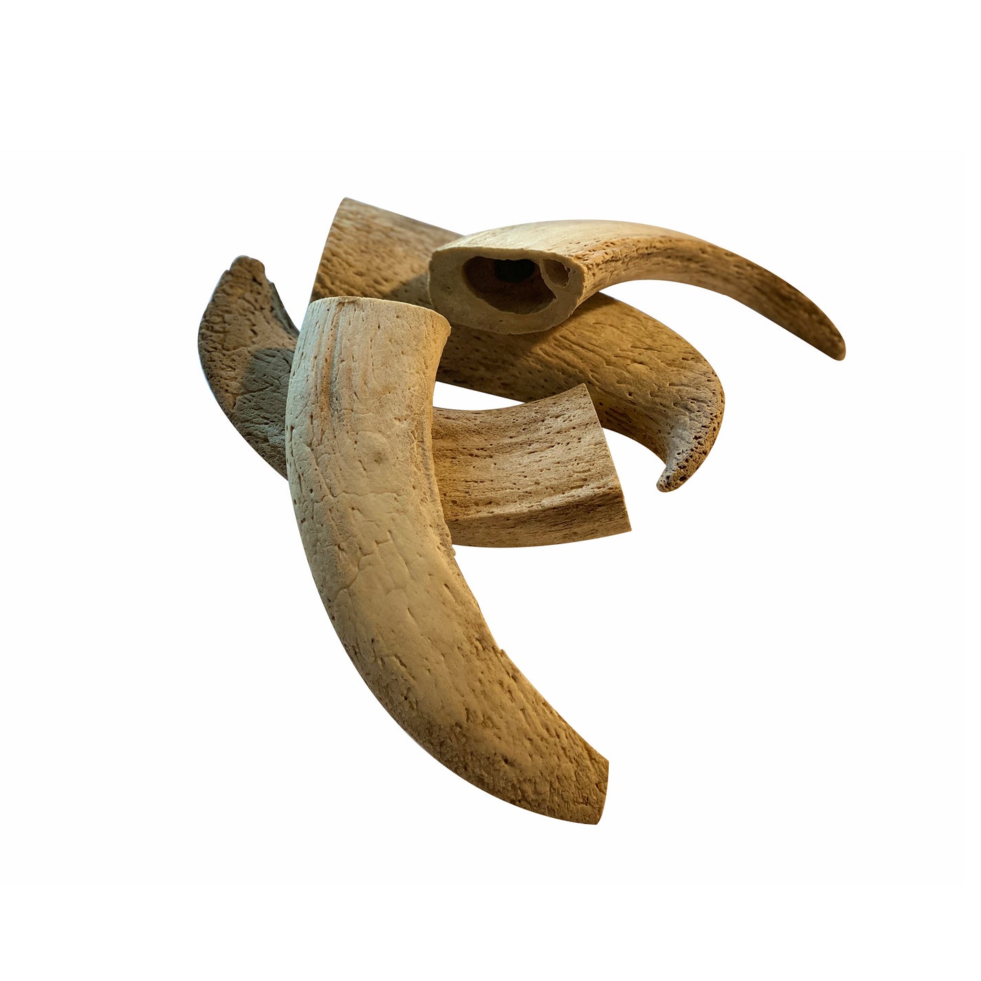 Water Buffalo Horn Core | Chewing Horn Cores | roziespetsupply.com ...